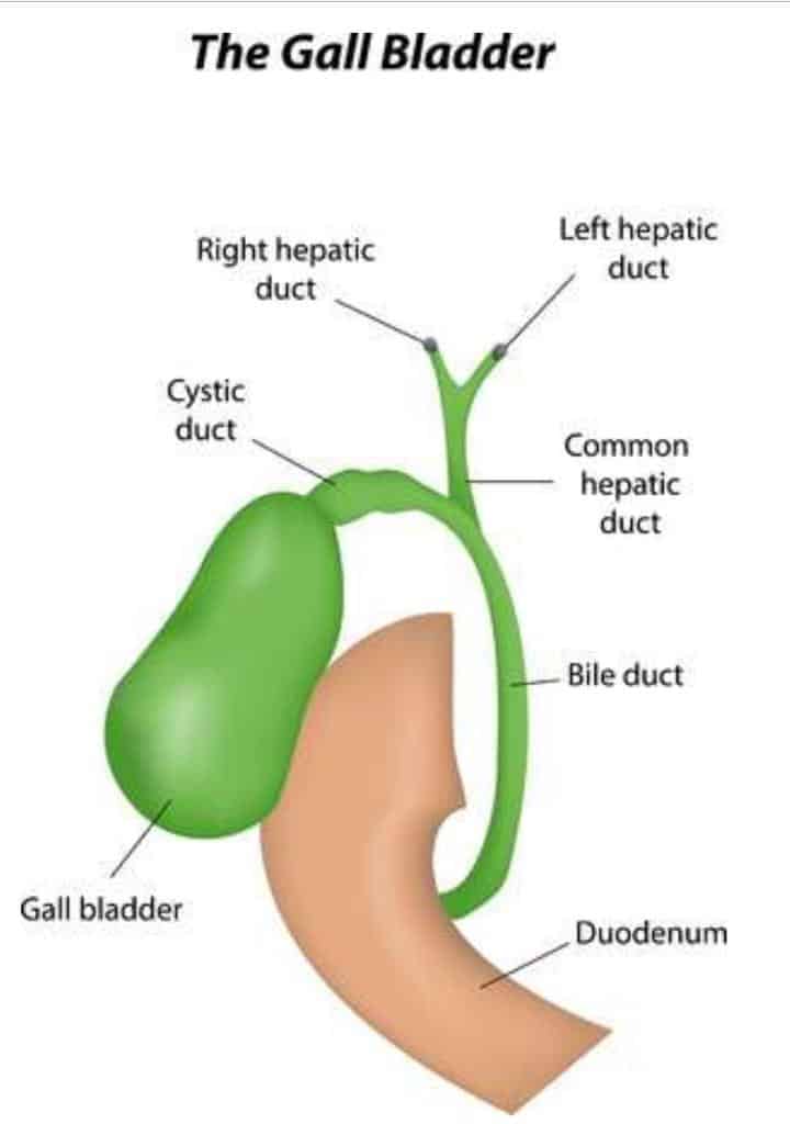 Indian Diet Plan For Gall Bladder Removal Surgery What To Eat After Indian Diet Plan For Gall Bladder Removal Surgery What To Eat After